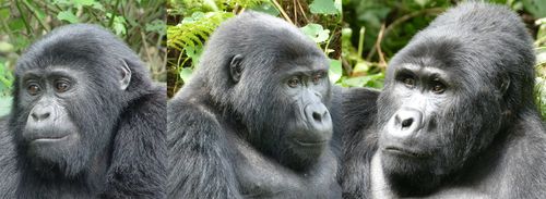 why-are-we-still-studying-gorillas-the-value-of-long-term-research-of-bwindi-gorillas