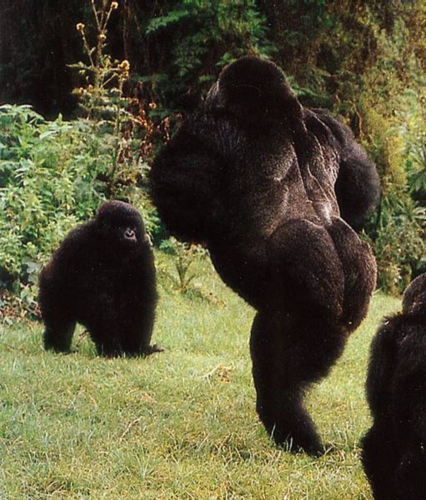 How do gorillas communicate? - Berggorilla & Regenwald Direkthilfe e.V.