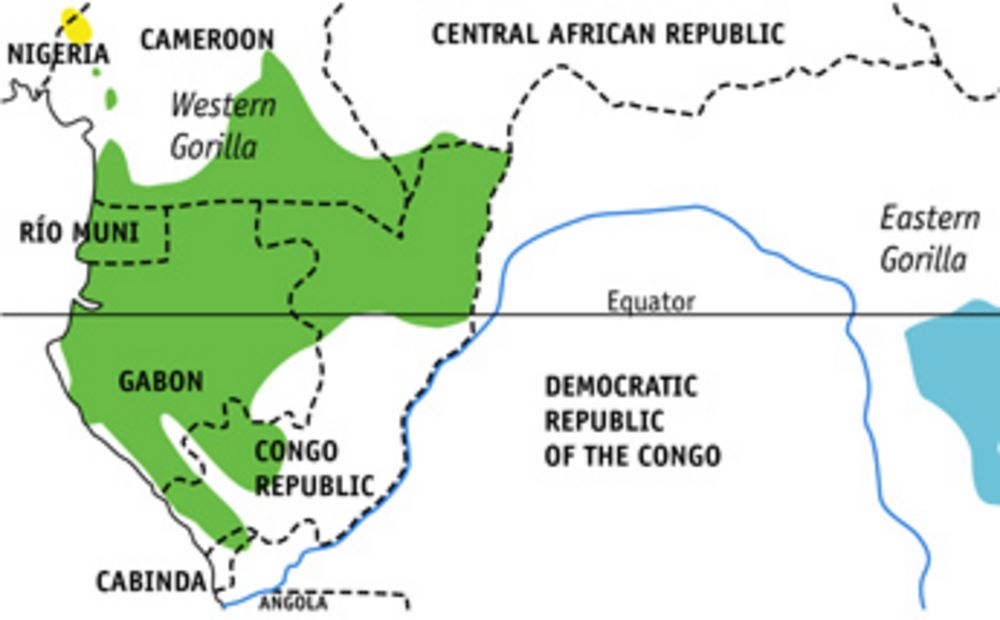 Where do gorillas live? - Berggorilla & Regenwald Direkthilfe e.V.