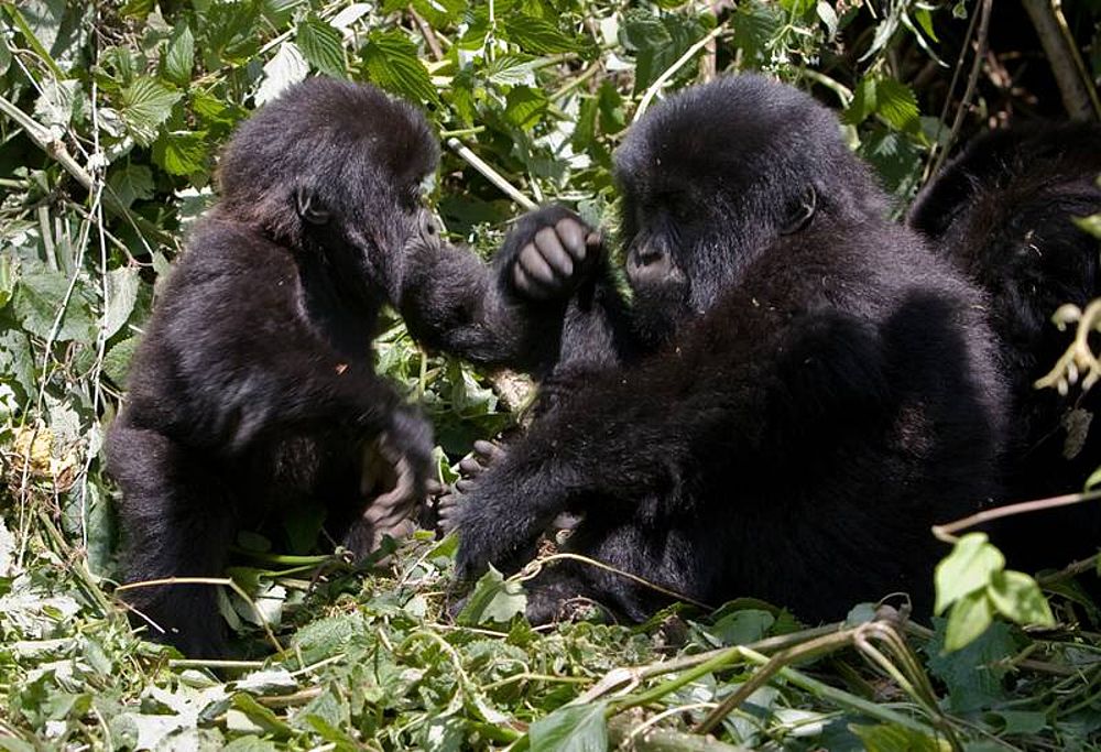 How do gorillas play? - Berggorilla & Regenwald Direkthilfe e.V.