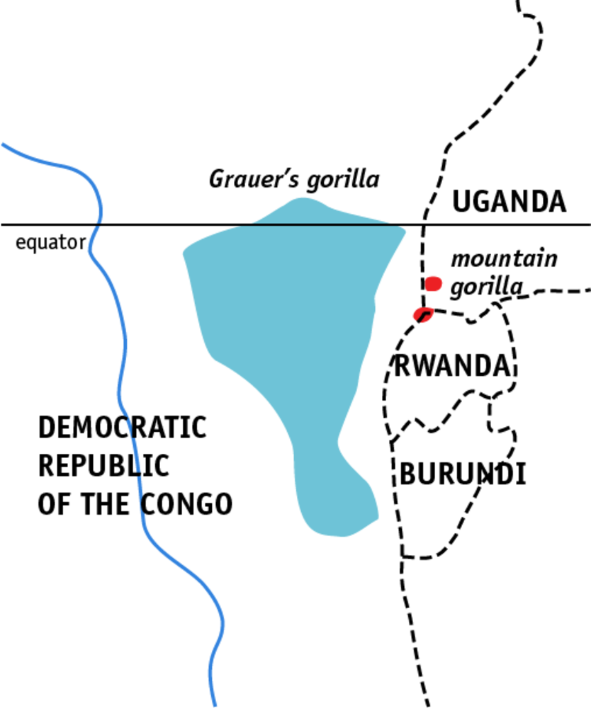 Eastern gorillas - Berggorilla & Regenwald Direkthilfe e.V.